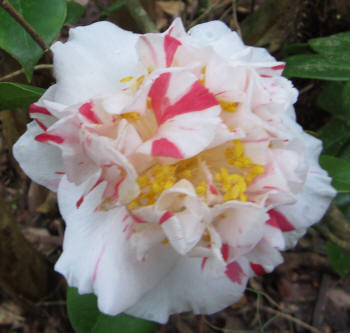 Untitled 1 [www.thegraingers.us]